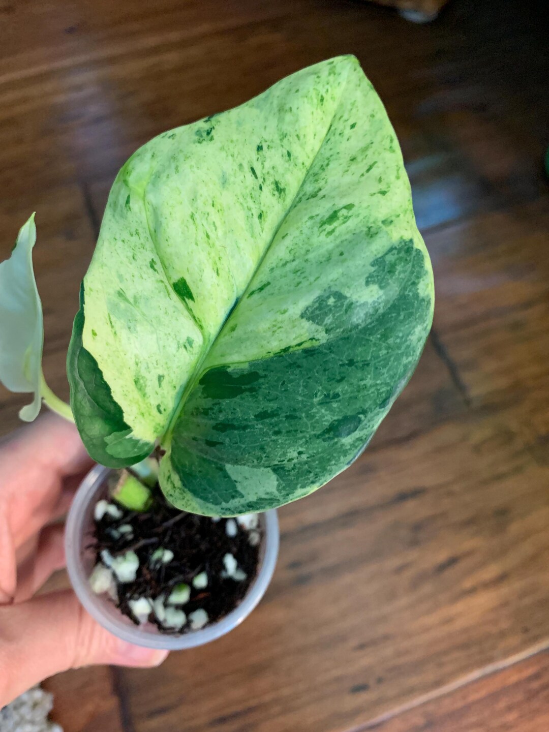 Teruno "global" Japanese Pothos-very Rare/rooted Cutting W/new Growth ...