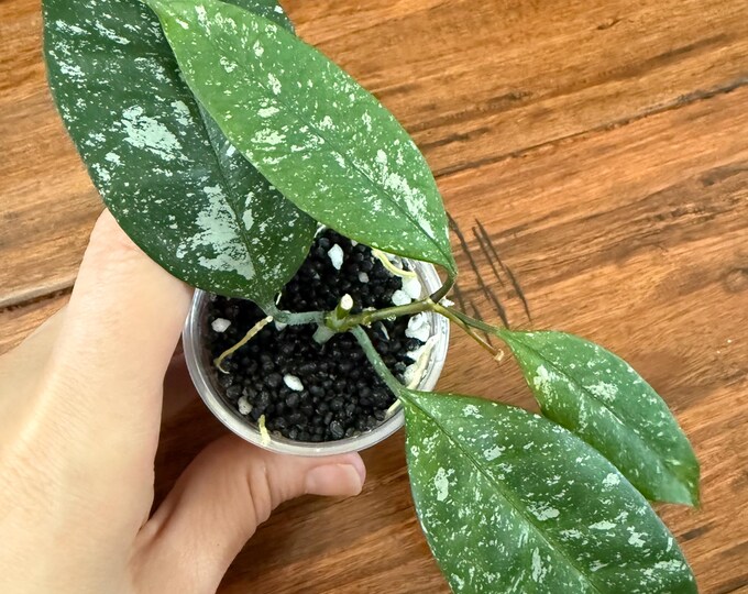 Hoya Multiflora Mini Splash- Rooted Cutting W/peduncles/rare/beautiful ...
