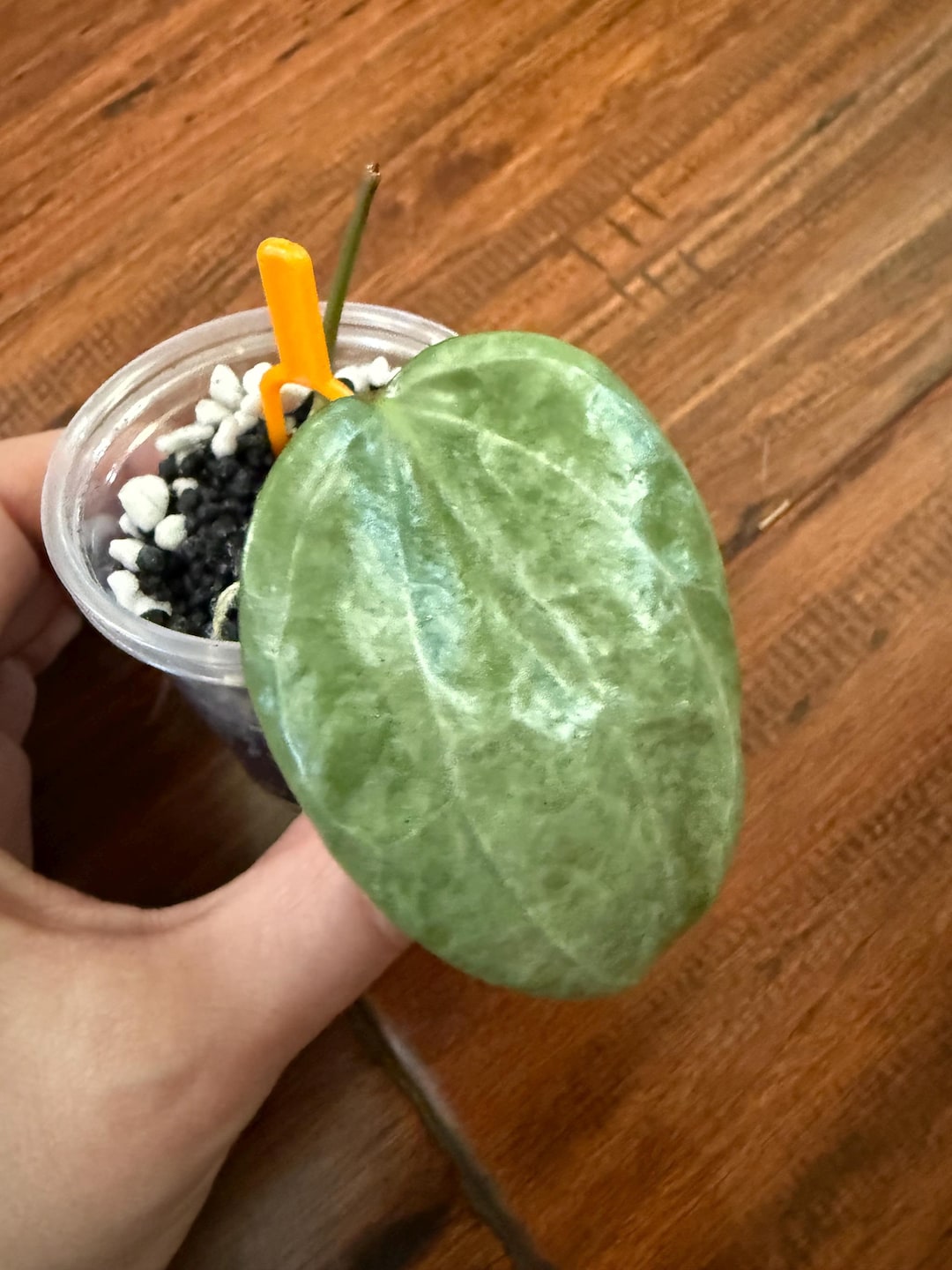 Hoya Latifolia Silver- Top Cut/full Silver/rare/rooted Cutting - Etsy