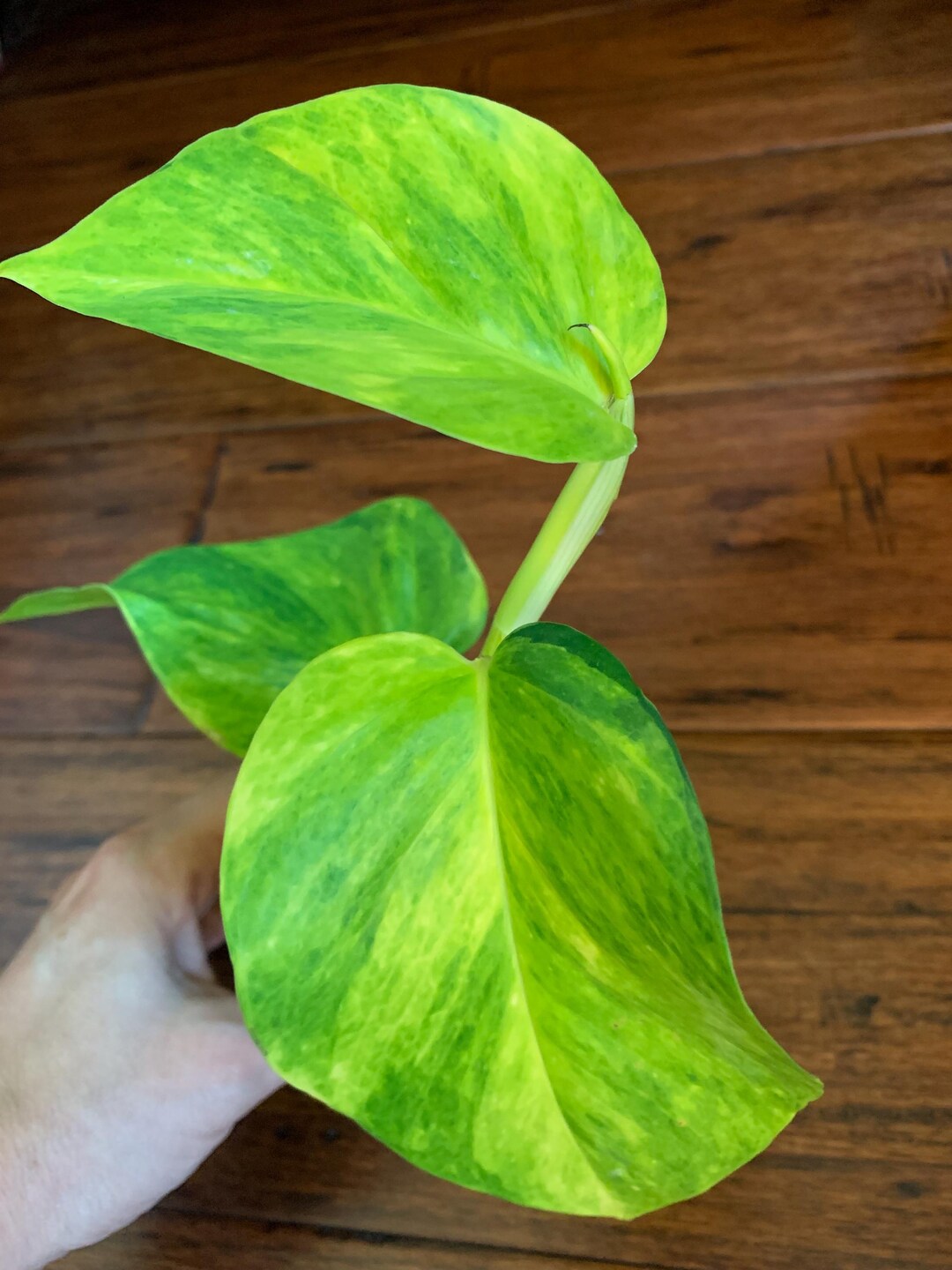 Teruno "robin" Epipremiunum Pothos-high Variegation/rare/rooted Cutting ...