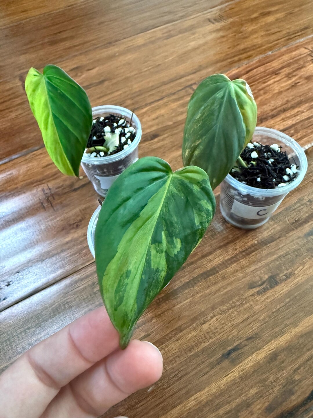 Variegated Philodendron Micans Aurea- High Variegation/beautiful Pink ...