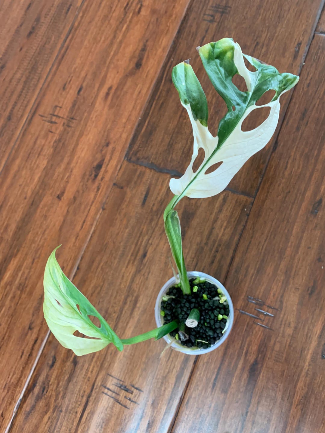 Monstera Adansonii Albo Tri-color Variegated High Variegation/rooted W ...