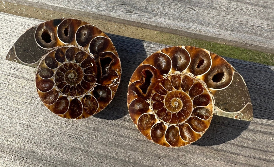 Ammonite Sliced Pair - Etsy