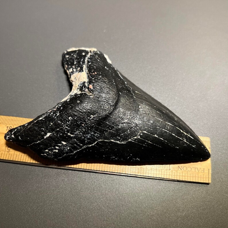 Real Megalodon Shark Tooth, 5" Megalodon Tooth - Etsy