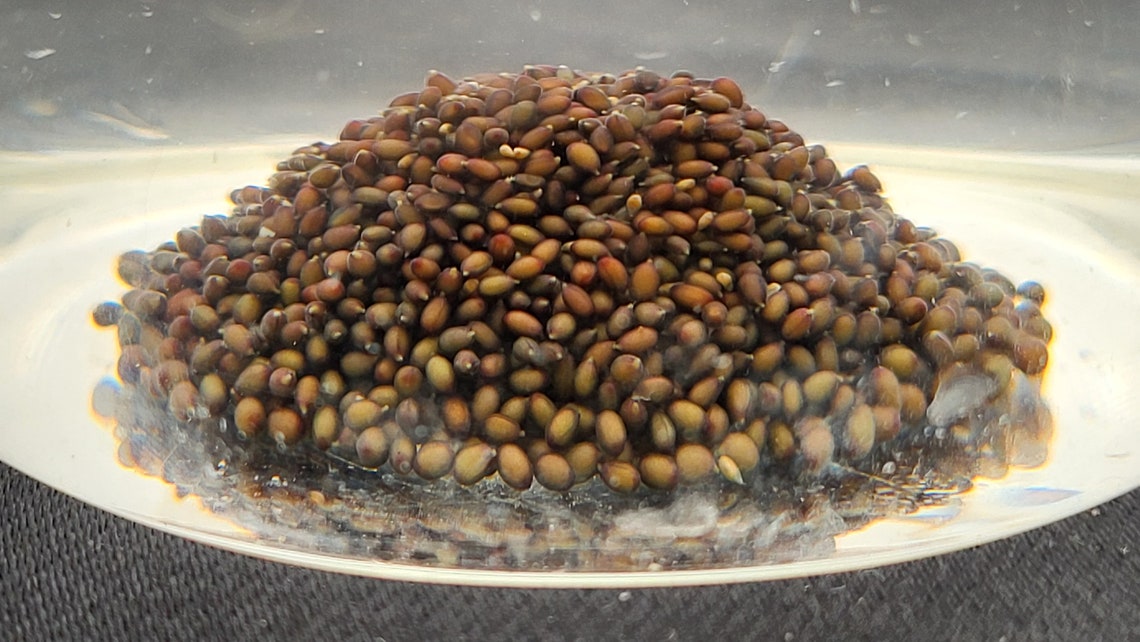 True Nymphaea Caerulea egyptian Blue Lily Seeds - Etsy