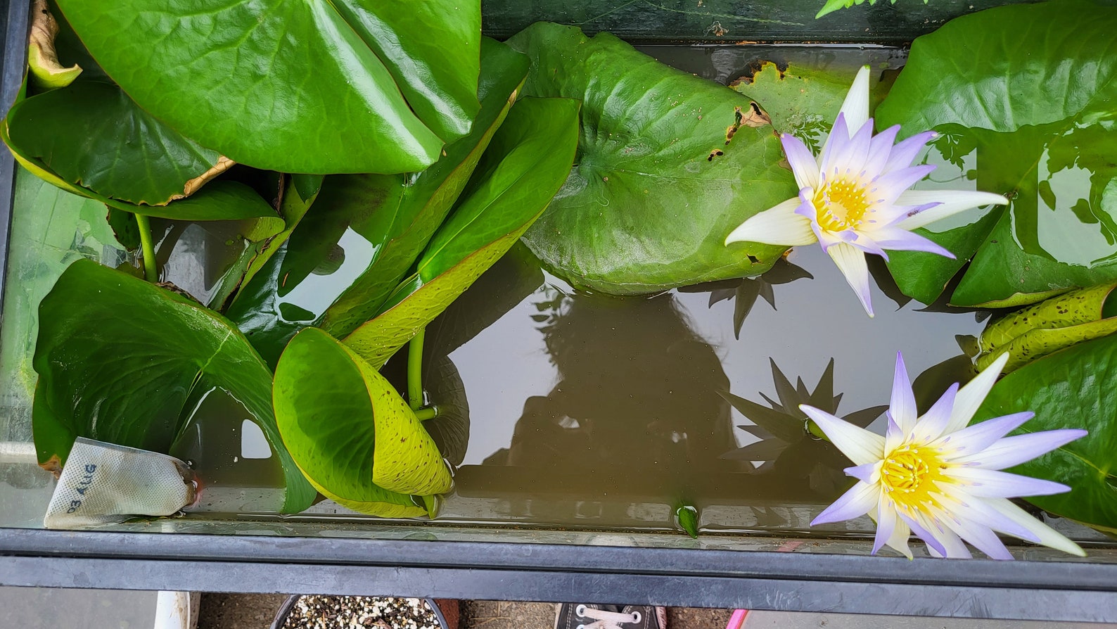 True Nymphaea Caerulea egyptian Blue Lily Seeds - Etsy