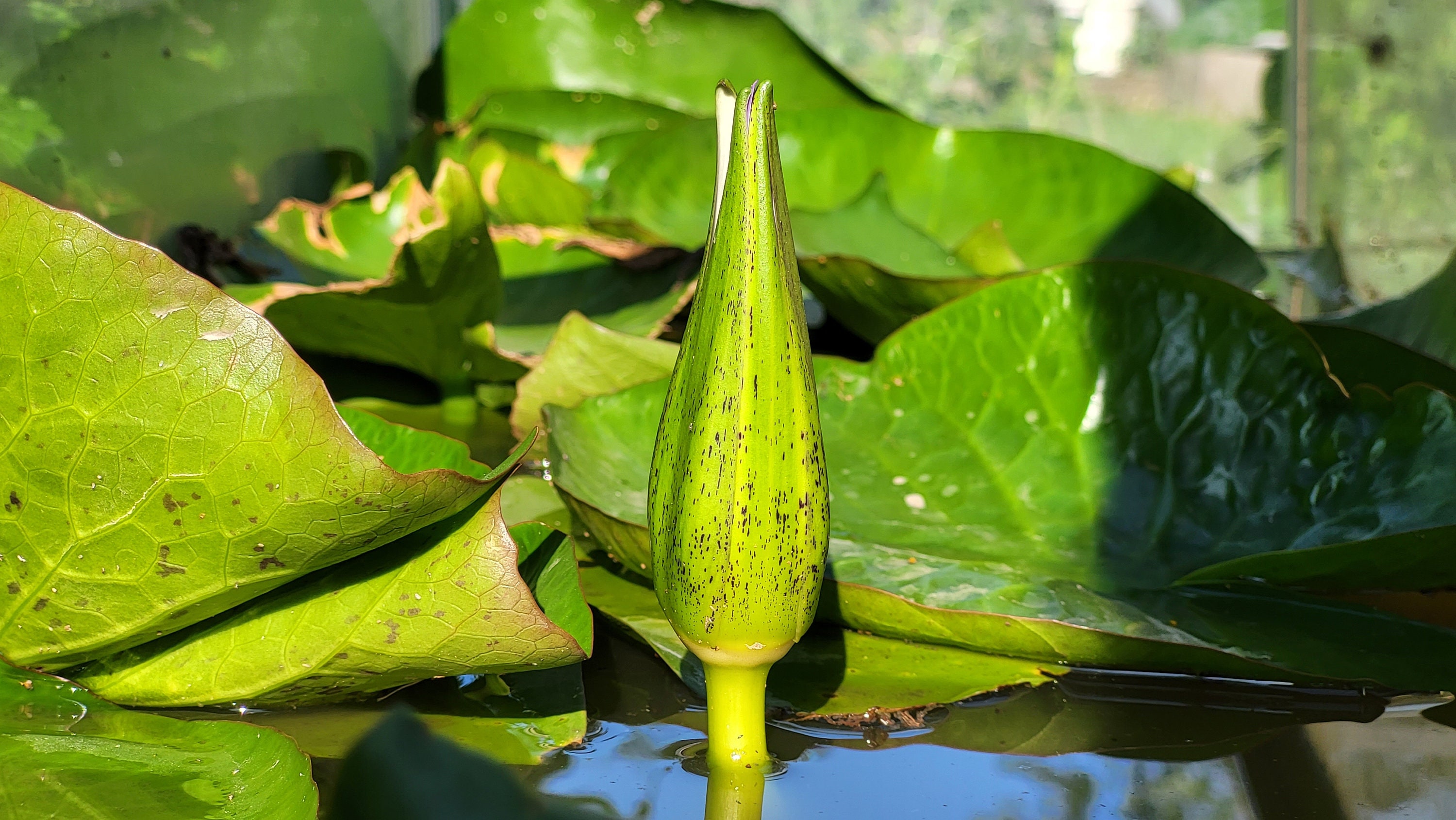 True Nymphaea Caerulea (egyptian Blue Lily) Seeds | Open-pollinated ...
