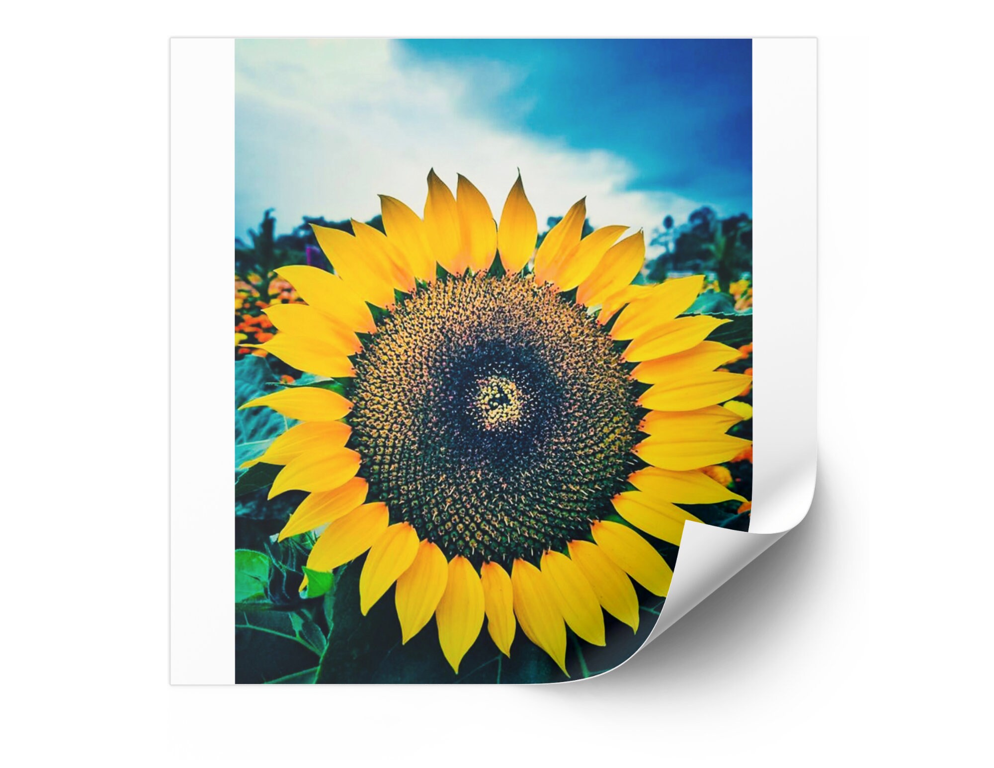 Bright Yellow Sunflower Print, Printable Field of Sunflower, Cheerful ...