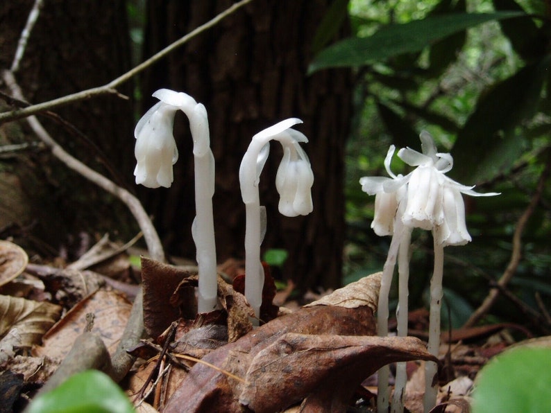 Dried Ghost Pipe Indian Pipe Monotropa Uniflora - Etsy