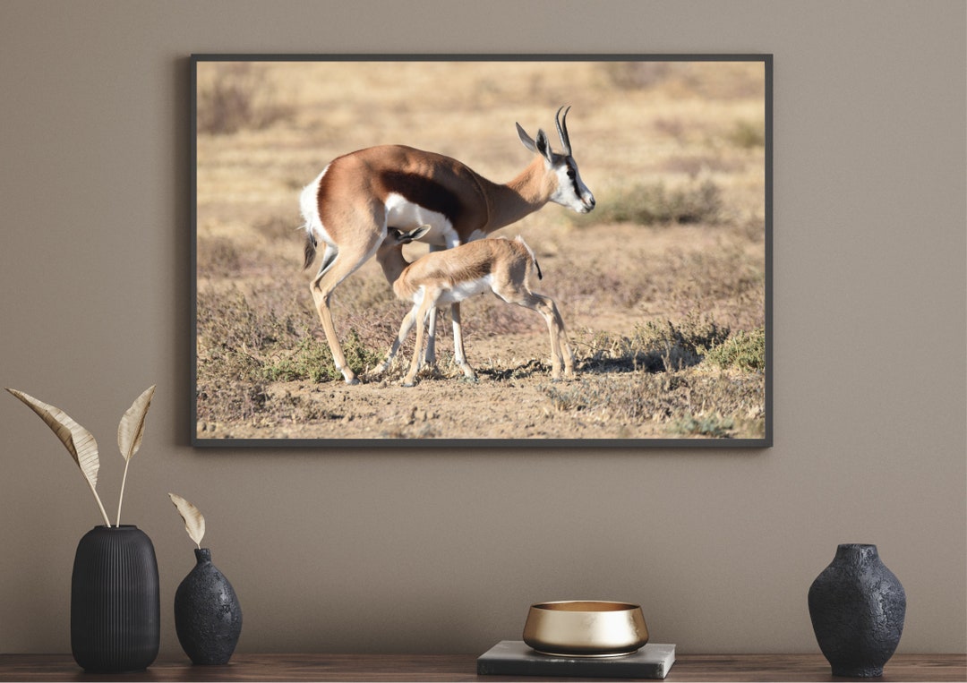 Springbok Antelope Portrait africa Landscape and Animal Photography ...