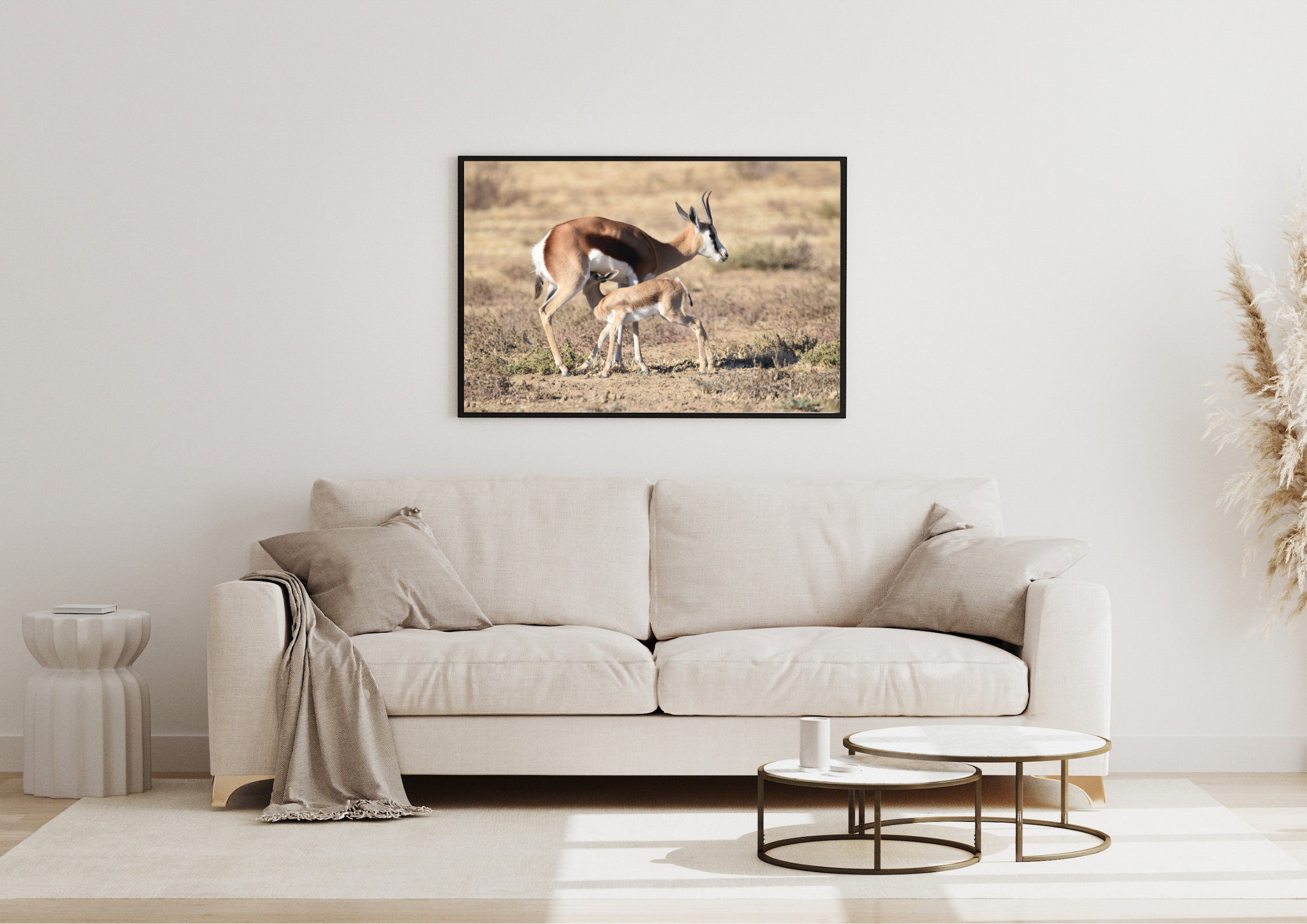 Springbok Antelope Portrait africa Landscape and Animal Photography ...