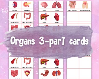 Human Anatomy 3 Part Cards - Etsy
