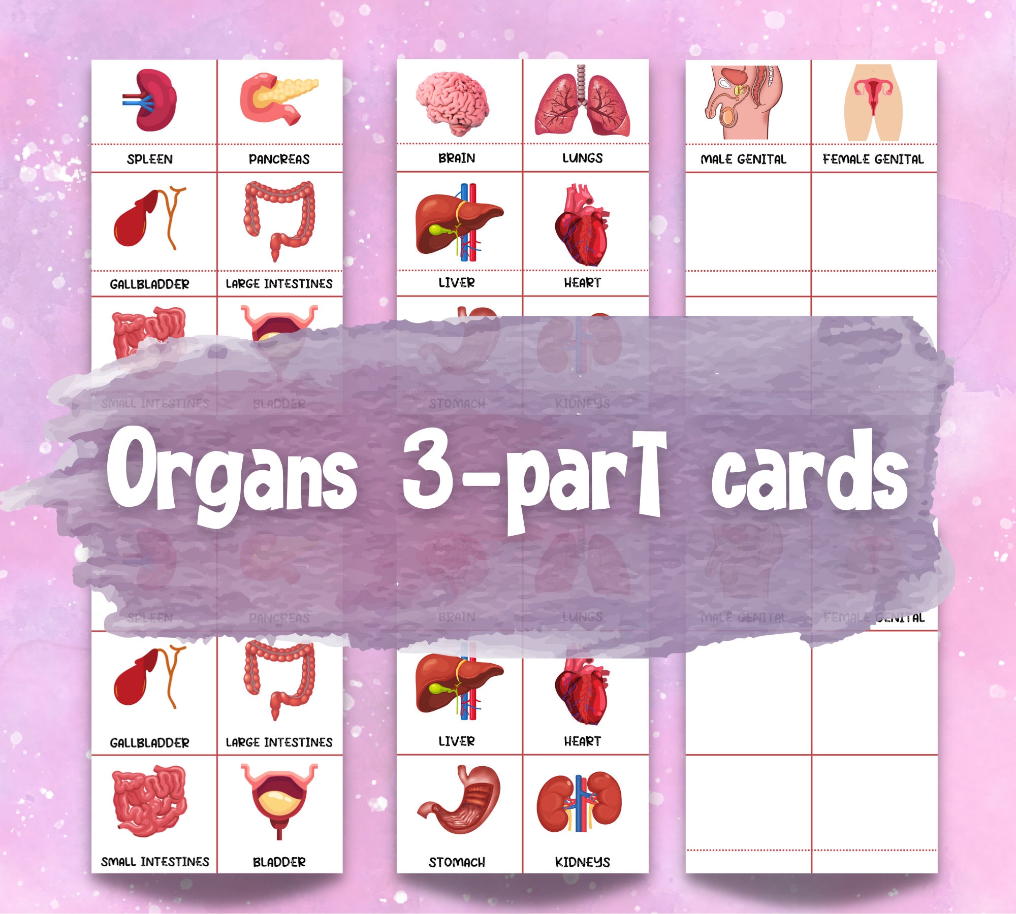 Human Organs Montessori 3-part Cards Homeschool Anatomy - Etsy Australia