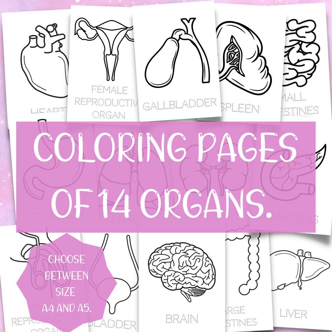 Human Body, Organs Coloring Pages, Homeschooling Materials, Educative ...