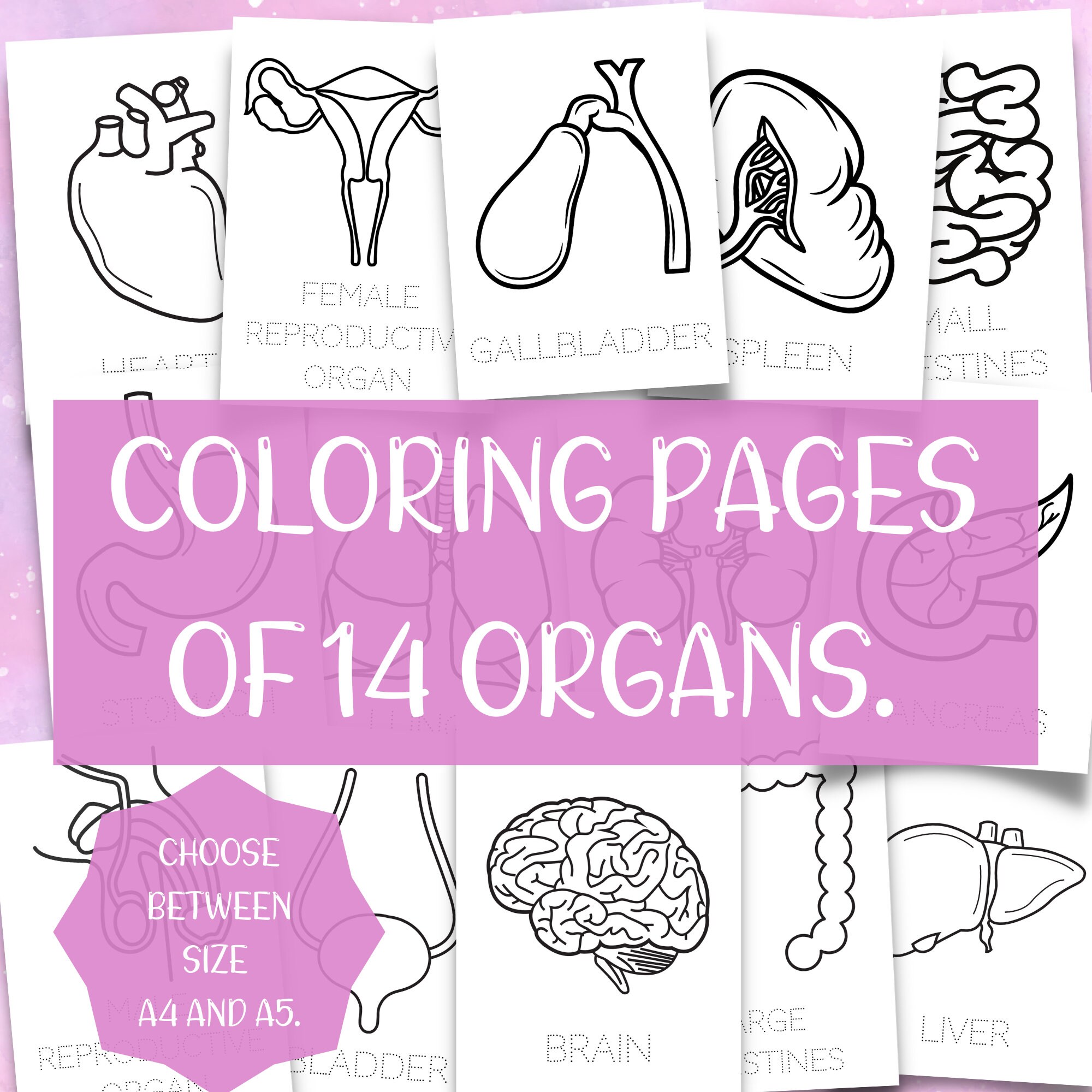 Human Body Organs Coloring Pages Homeschooling Materials - Etsy Australia