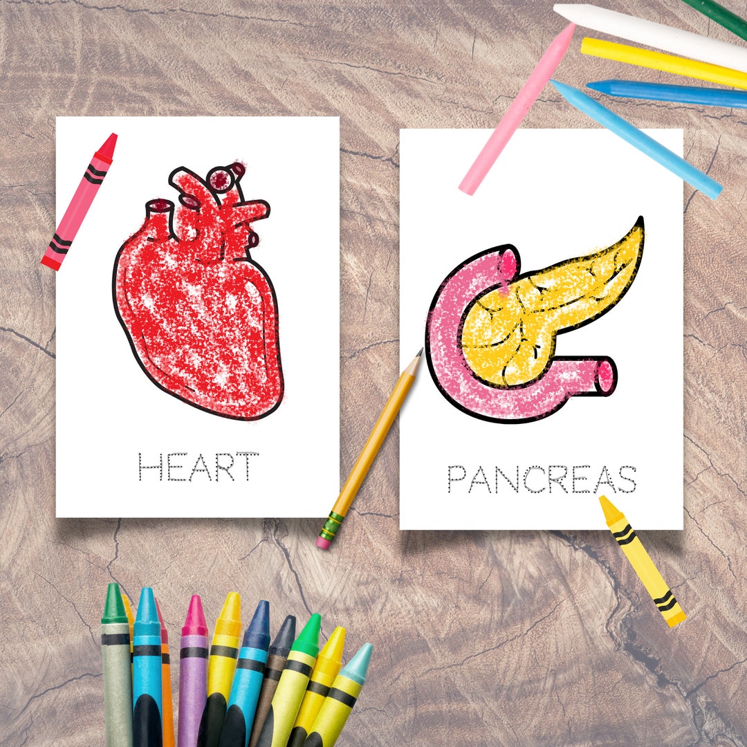 Human Body Organs Coloring Pages Homeschooling Materials - Etsy Australia