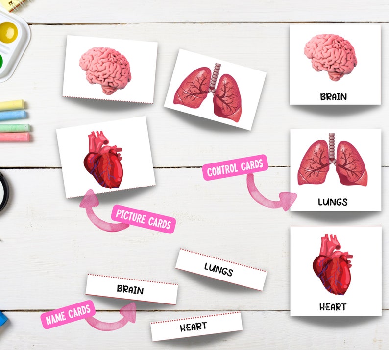 Human Organs Montessori 3-part Cards Homeschool Anatomy - Etsy Australia