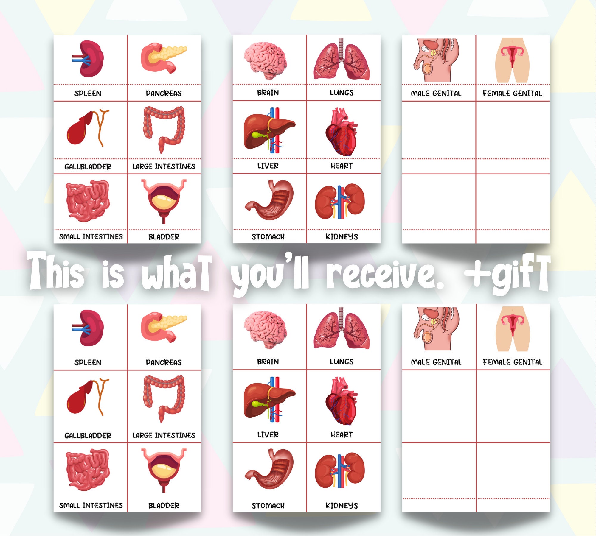 Human Organs Montessori 3-part Cards Homeschool Anatomy - Etsy Australia