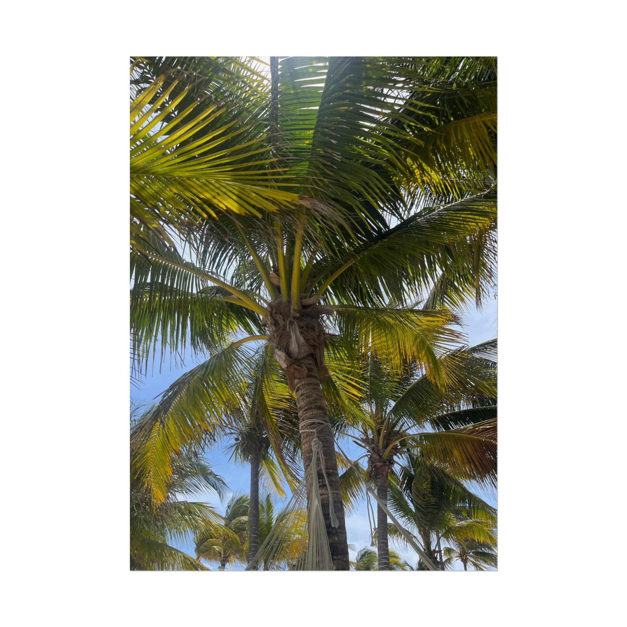 Palm Tree Print - Etsy