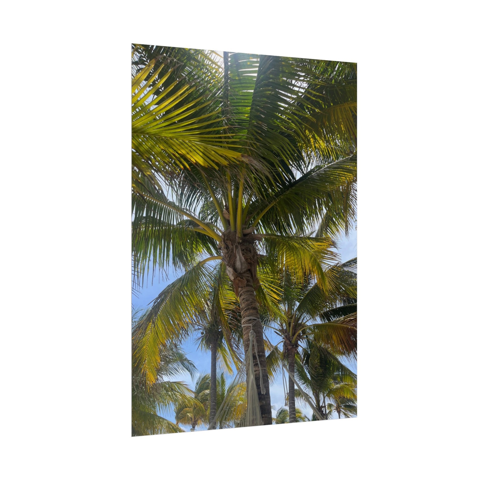Palm Tree Print - Etsy