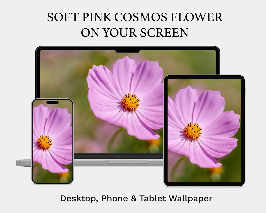 Conjunto de papéis de parede com flores Cosmos rosa suave | Fundo ...