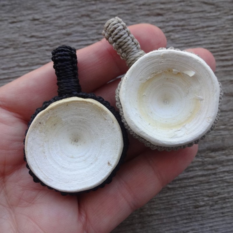 Shark Vertebrae - Etsy