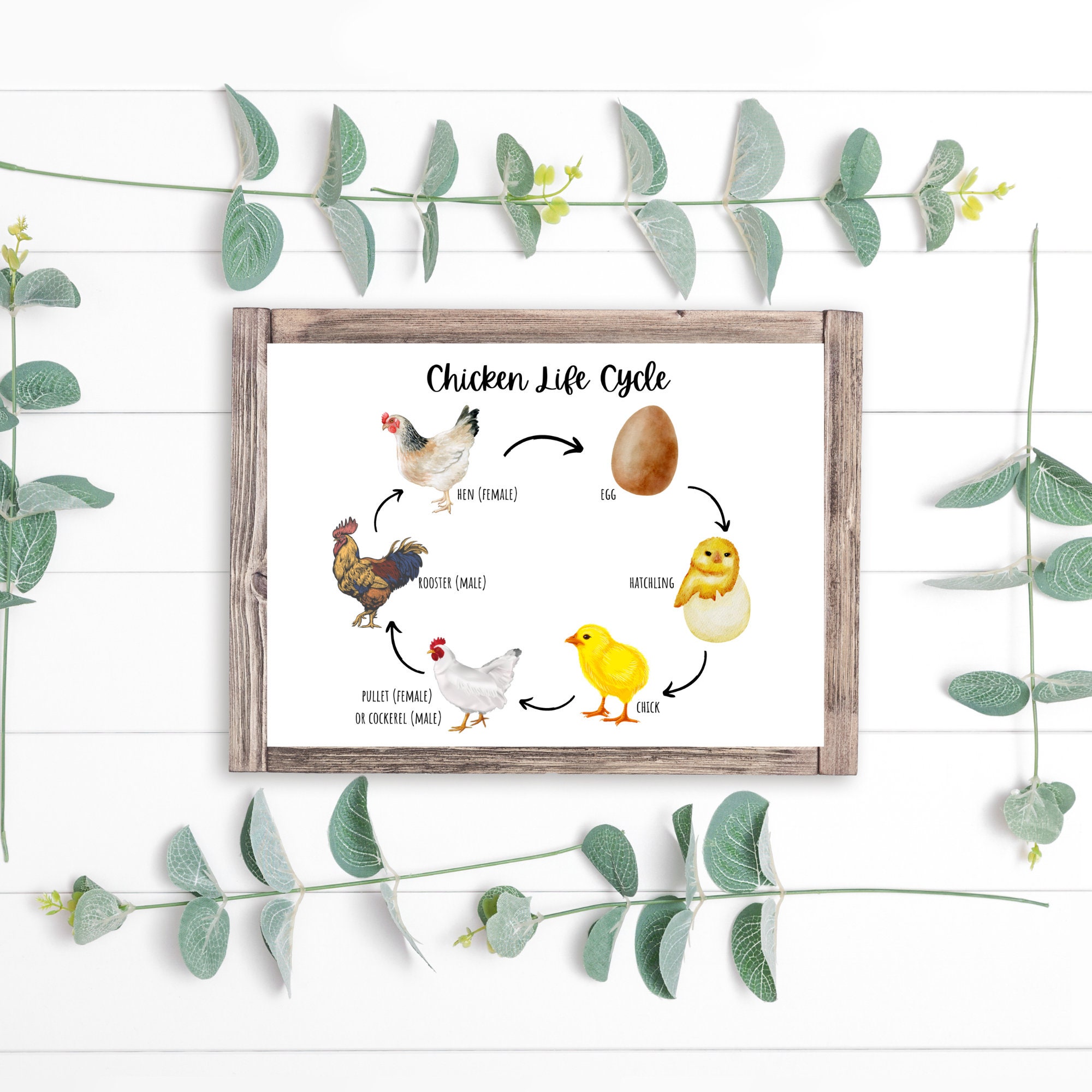 Chicken Life Cycle, Chicken Poster, Chicken Unit, Homeschool Resources ...