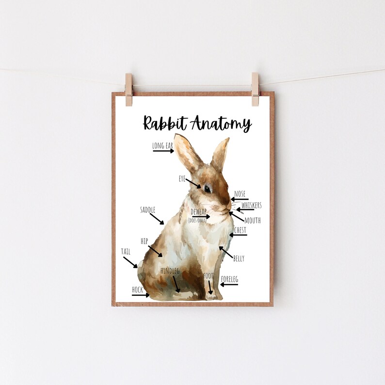 Rabbit Anatomy, Rabbit Poster, Farm School Printable, Nature Study ...