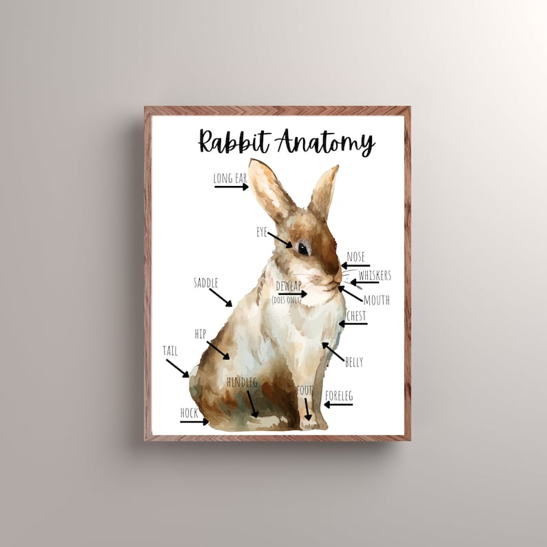Rabbit Anatomy, Rabbit Poster, Farm School Printable, Nature Study ...