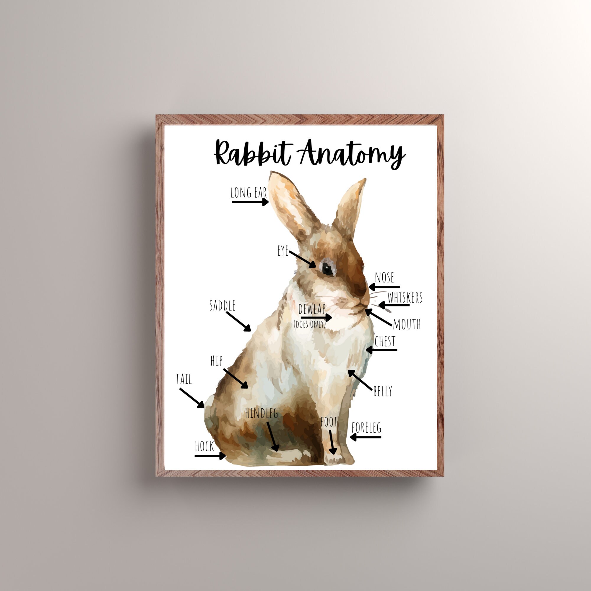 Rabbit Anatomy, Rabbit Poster, Farm School Printable, Nature Study ...