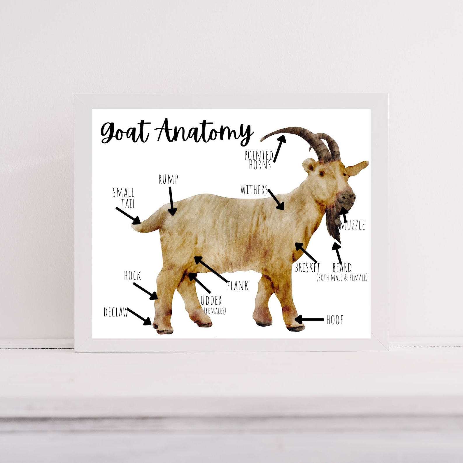 Goat Anatomy Poster, Farm School Nature Study Print (digital Download ...