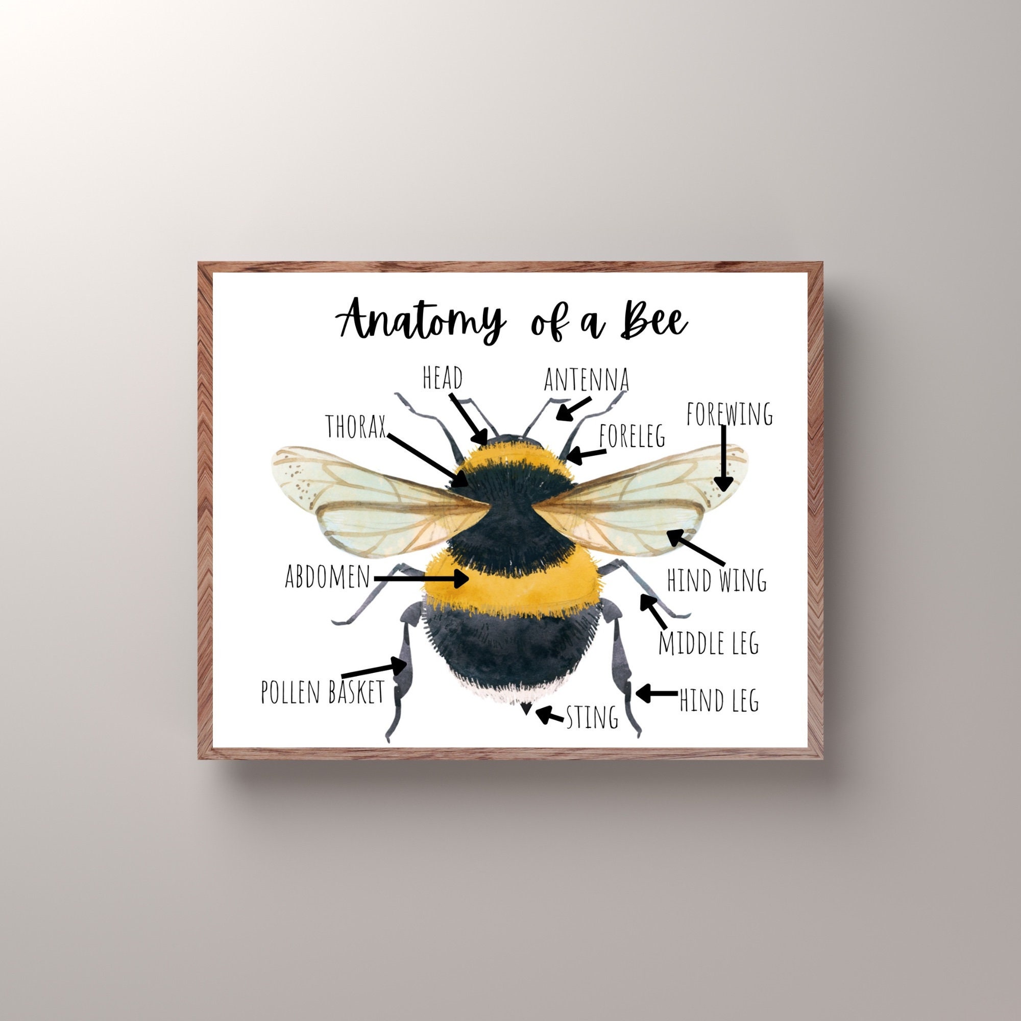 Anatomy of a Bee, Bee Print, Nature Study Printable, Homeschool Print ...
