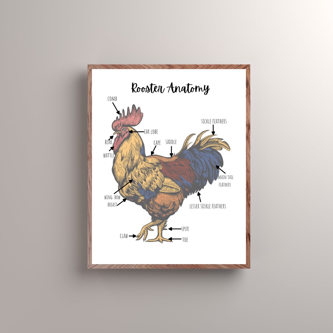 Rooster Anatomy, Rooster Poster, Farm School Printable, Nature Study ...