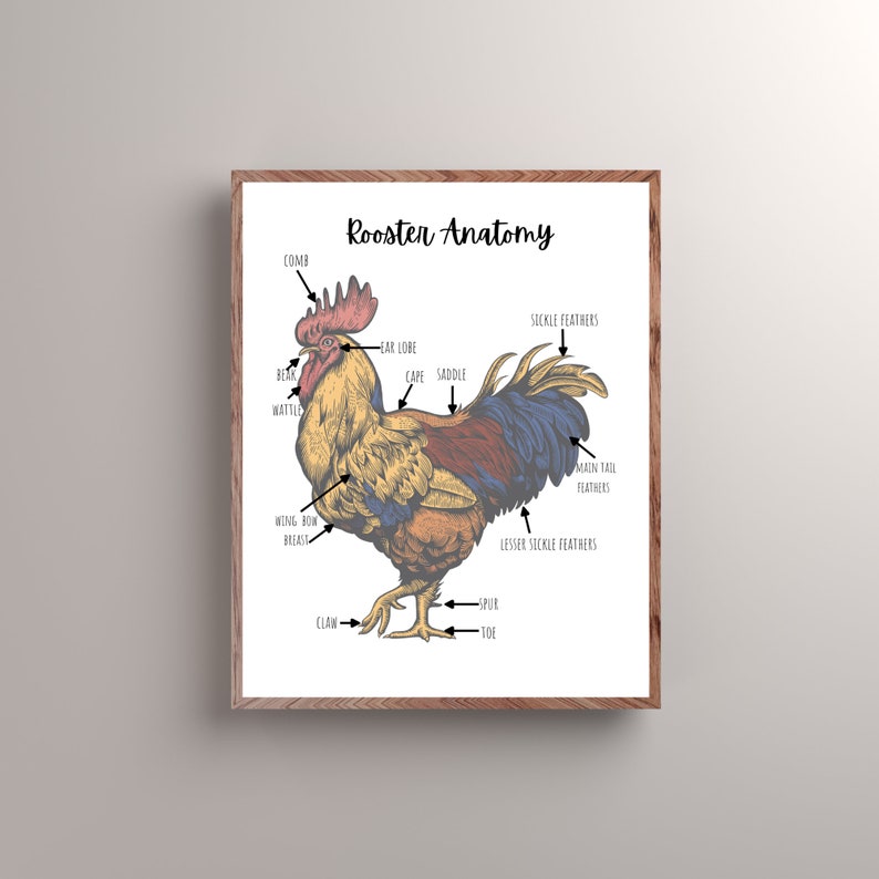 Rooster Anatomy, Rooster Poster, Farm School Printable, Nature Study ...