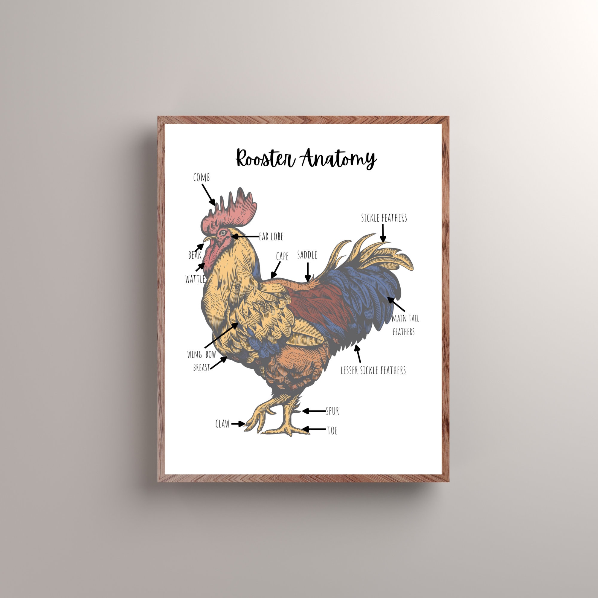 Rooster Anatomy, Rooster Poster, Farm School Printable, Nature Study ...