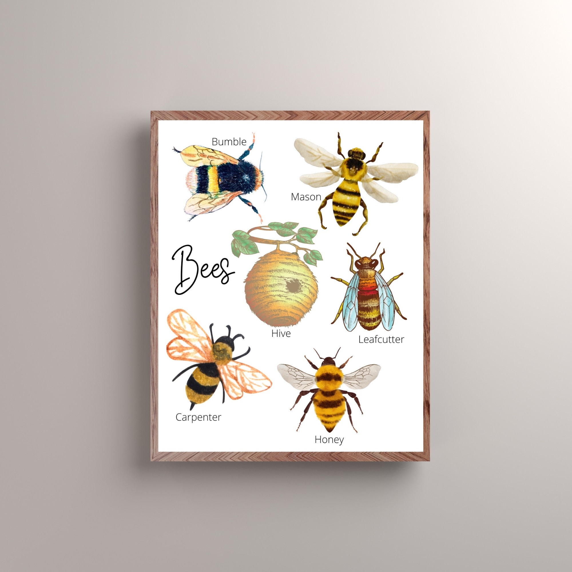 Bee Types Print, Nature Study, Classroom Decor (digital Download) - Etsy