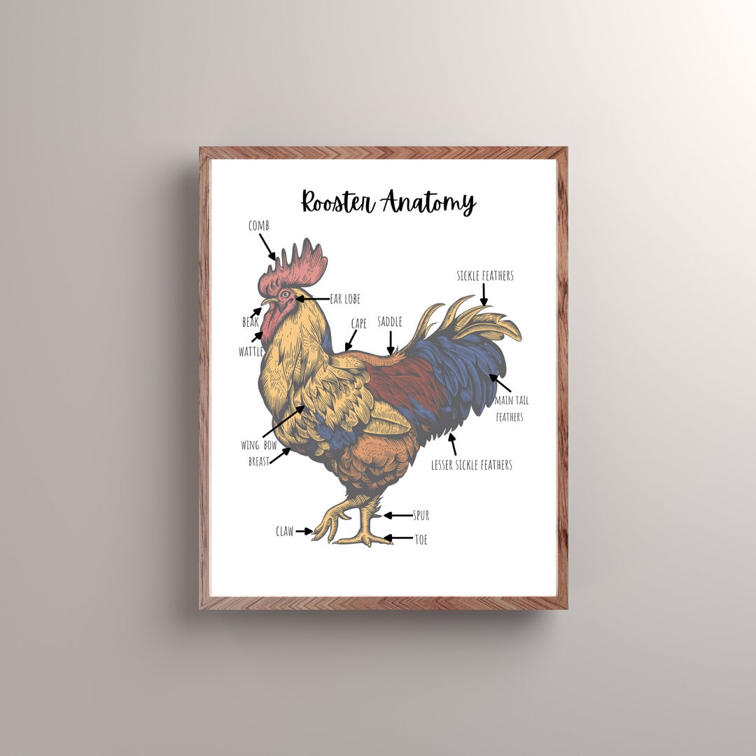 Anatomía del gallo cartel del gallo granja escuela - Etsy México
