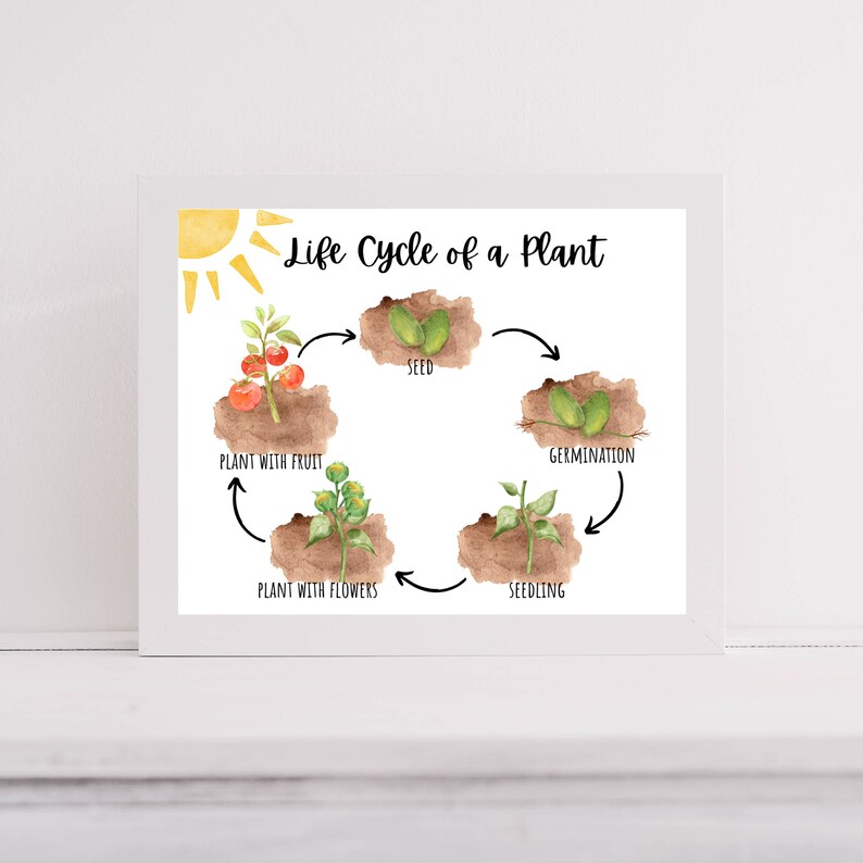 Plant Life Cycle Print, Homeschool Gardening Poster (digital Download ...