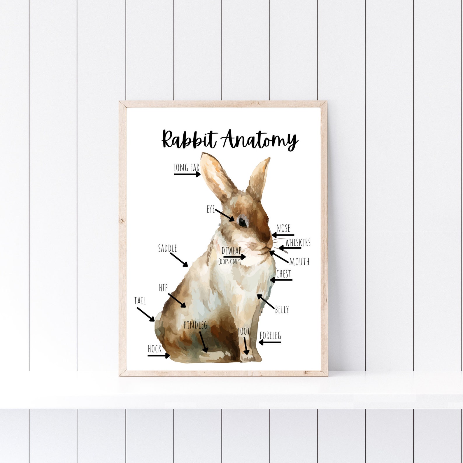 Rabbit Anatomy, Rabbit Poster, Farm School Printable, Nature Study ...