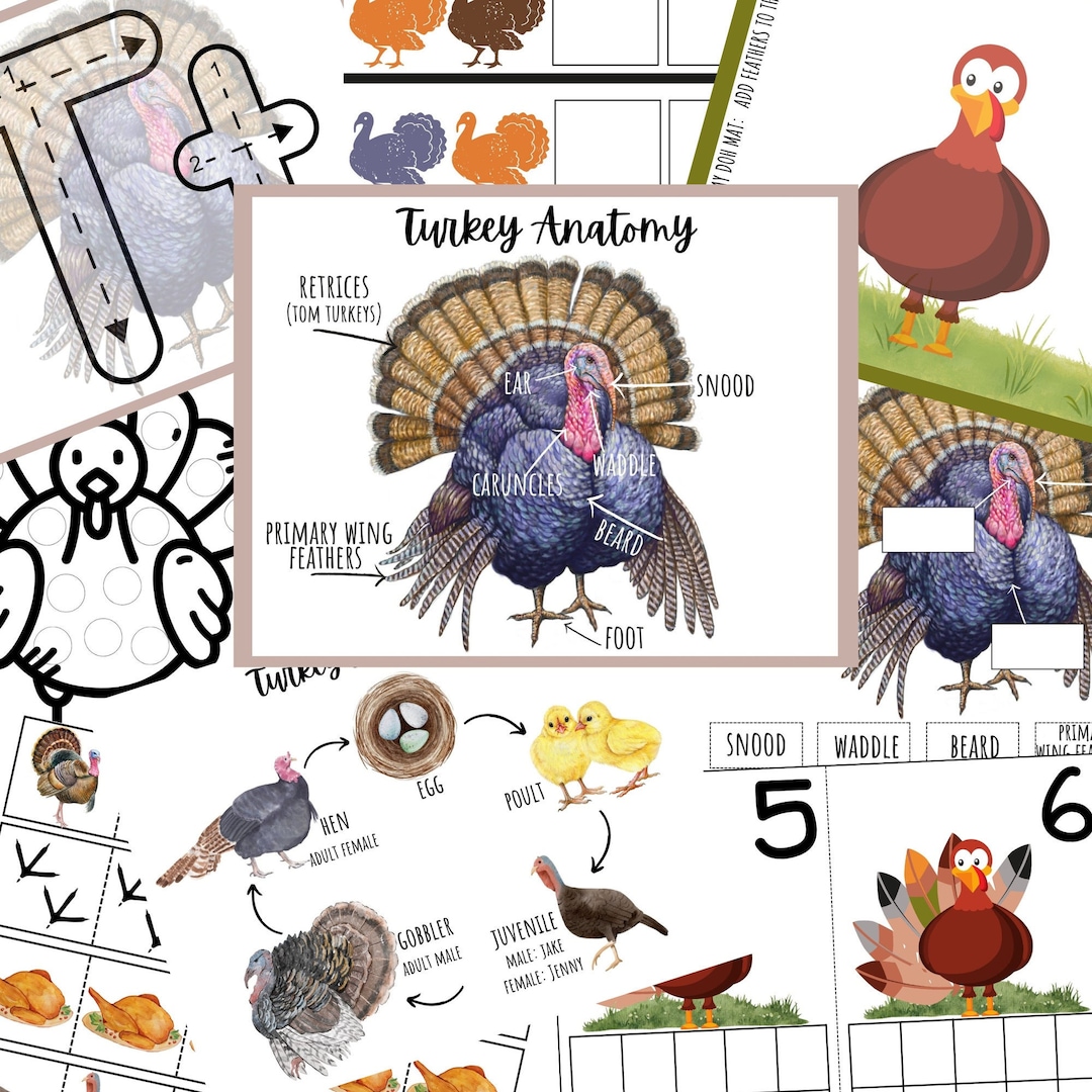 Turkey Unit Study, Turkey Anatomy, Turkey Life Cycle, Thanksgiving ...