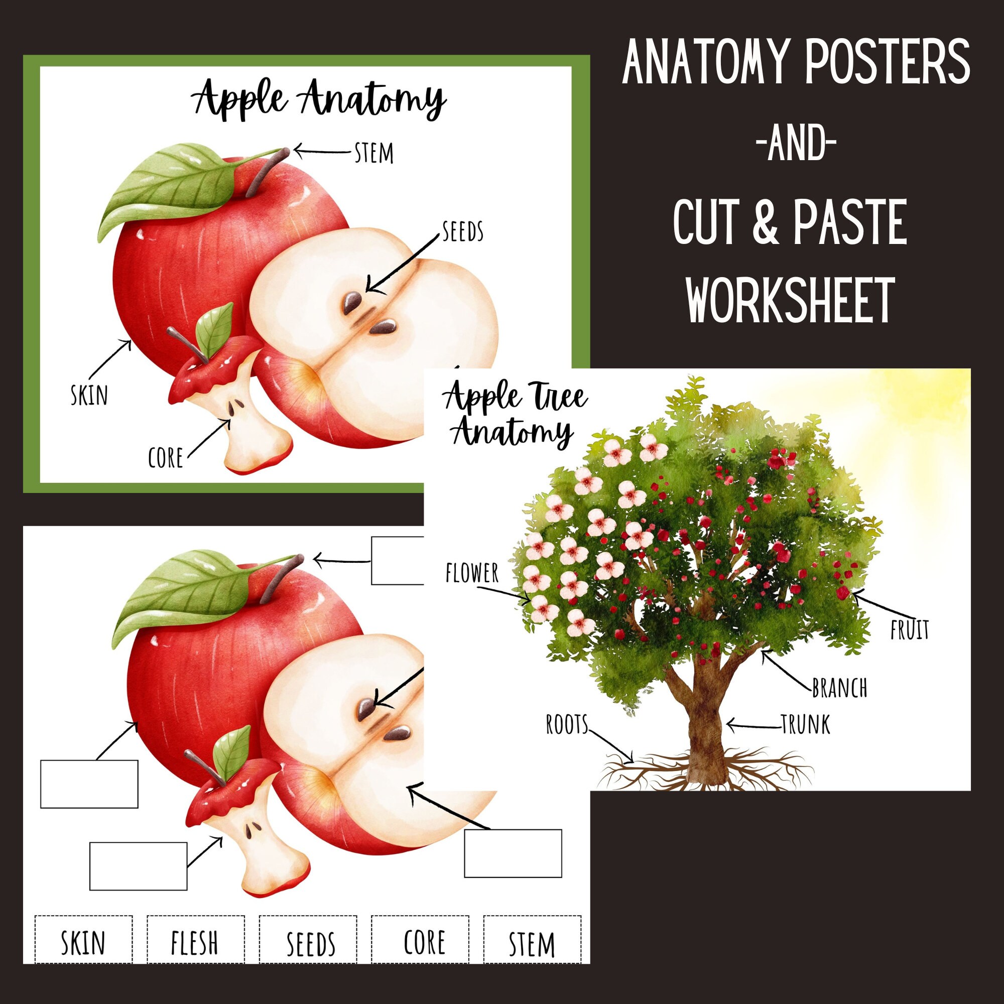 Apple Unit Study, Apple Anatomy, Pre-k Apple Printables, Montessori ...