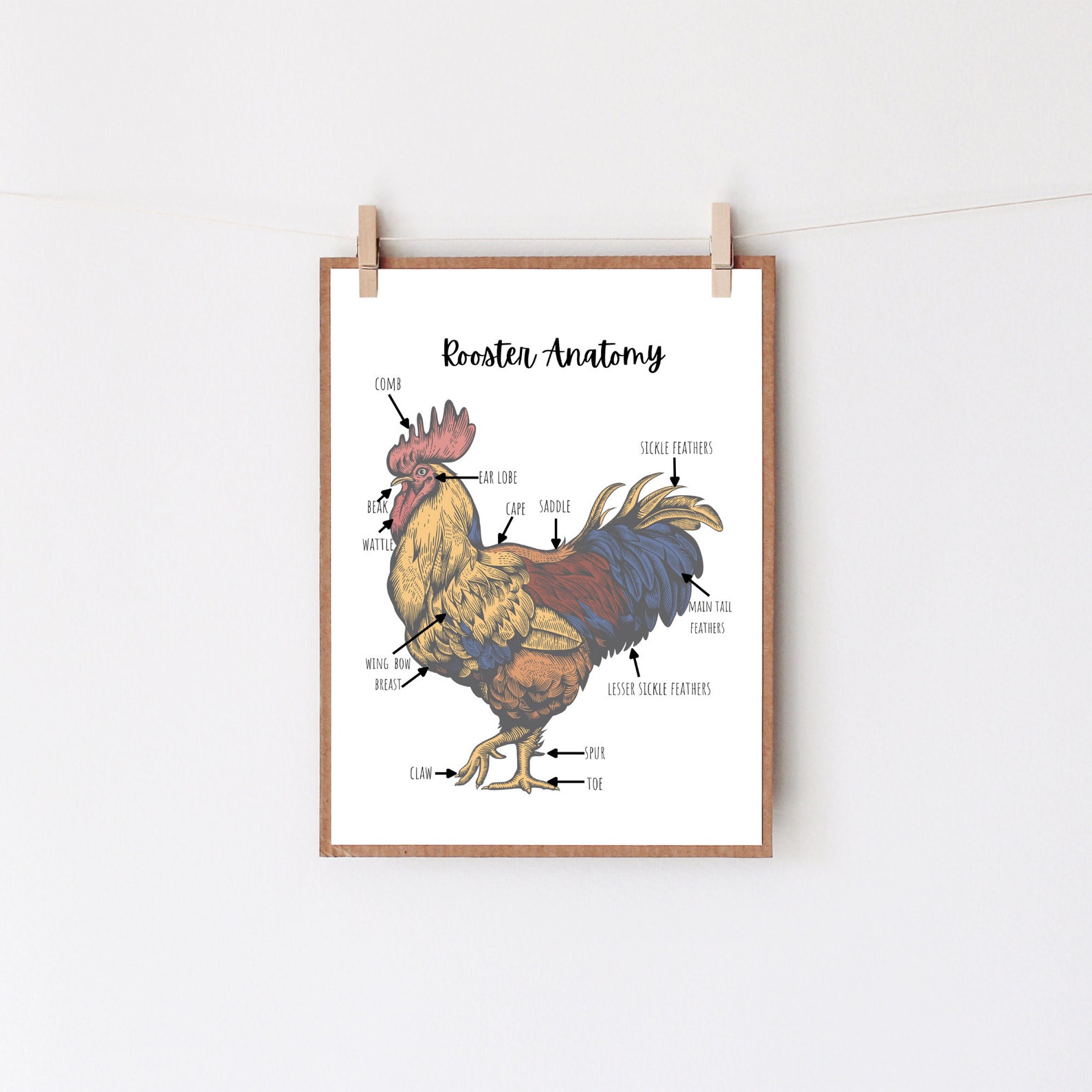 Rooster Anatomy, Rooster Poster, Farm School Printable, Nature Study ...