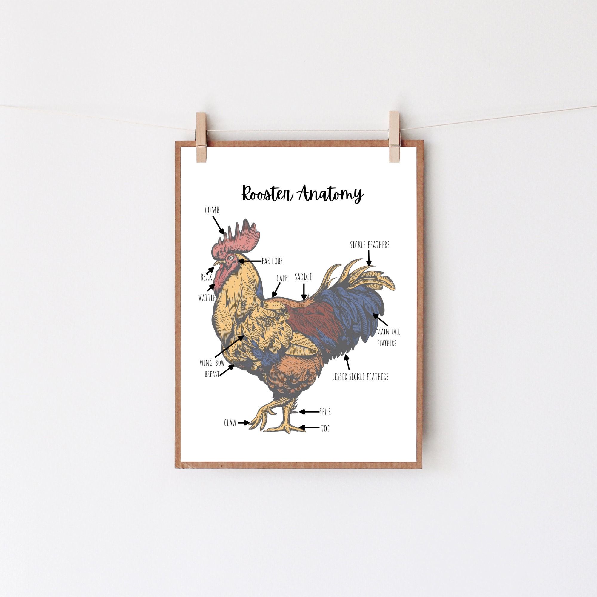 Rooster Anatomy, Rooster Poster, Farm School Printable, Nature Study ...