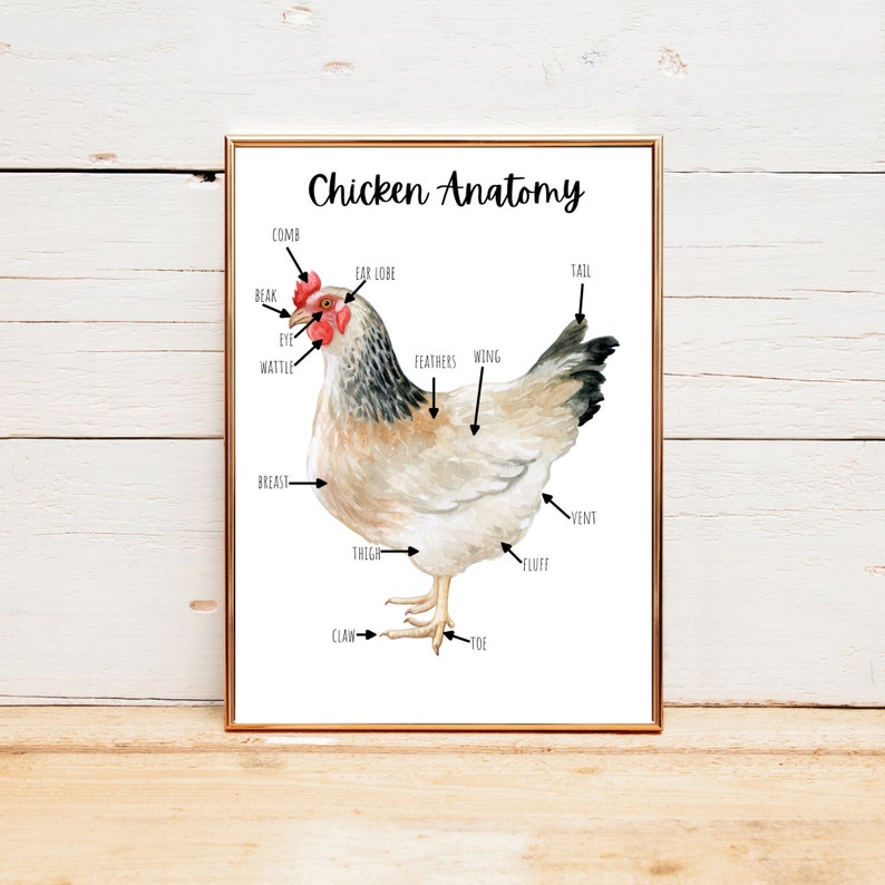 Chicken Anatomy Chicken Poster Farm School Printable Nature - Etsy