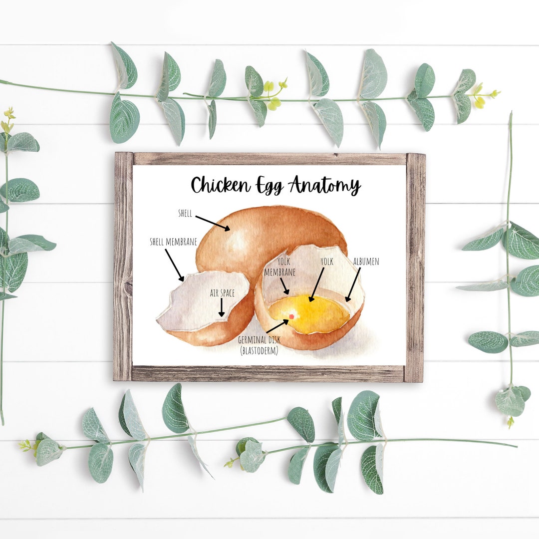 Chicken Egg Anatomy, Homeschool Chicken Unit Study, Homeschool Wall Art ...