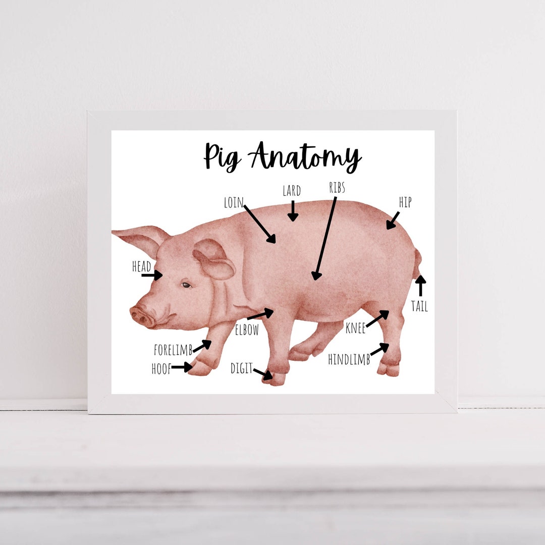 Pig Anatomy, Pig Poster, Farm School Printable, Nature Study, Charlotte ...