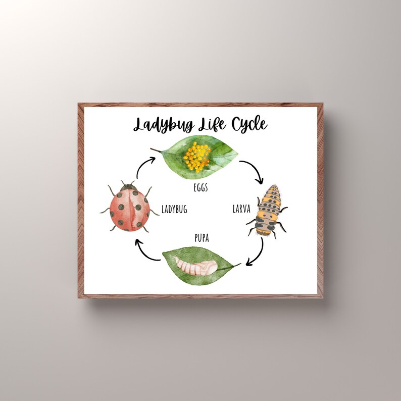 Ladybug Life Cycle Poster, Insect Unit Study (digital Download) - Etsy