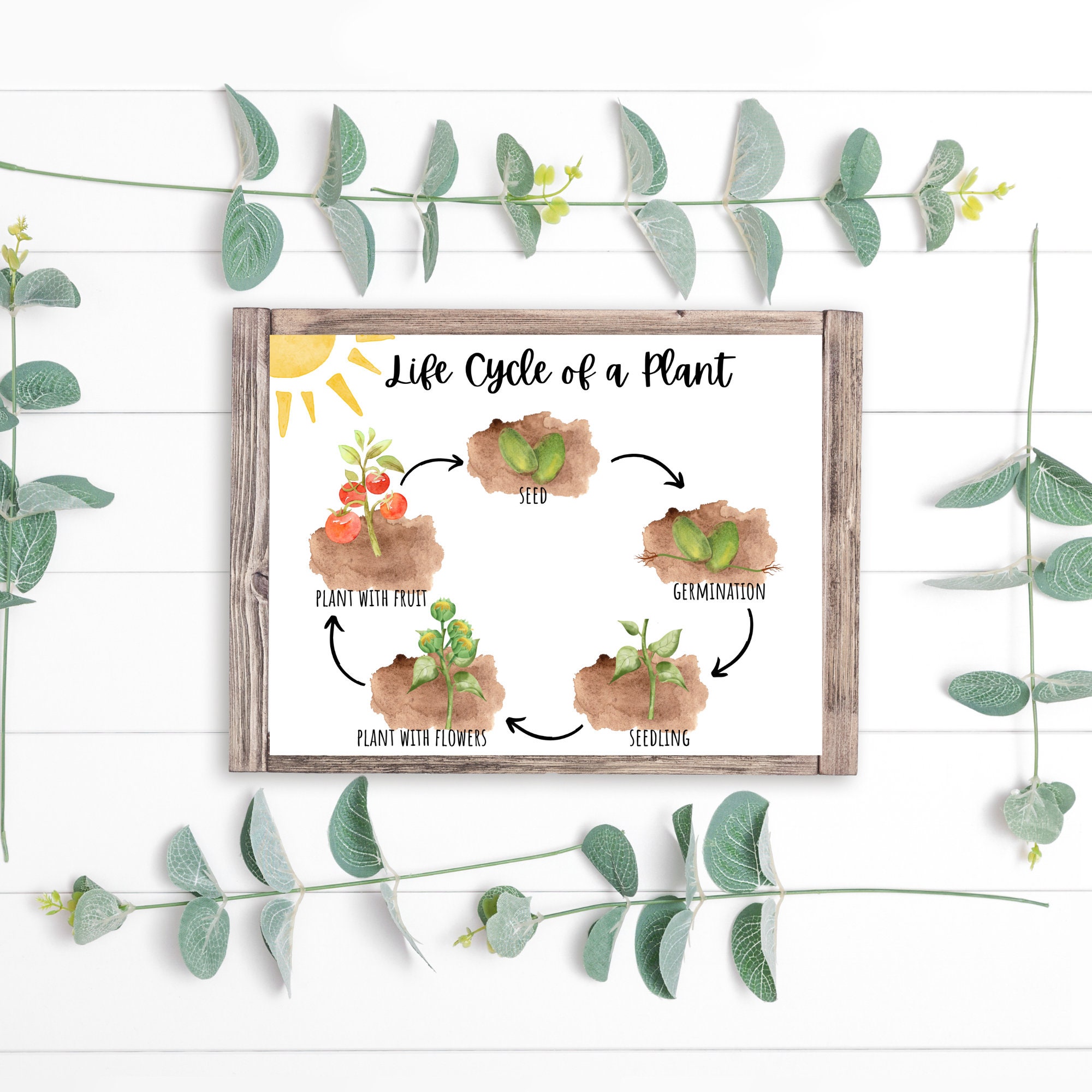 Plant Life Cycle, Plant Unit Study, Gardening Poster, Homeschool Wall ...