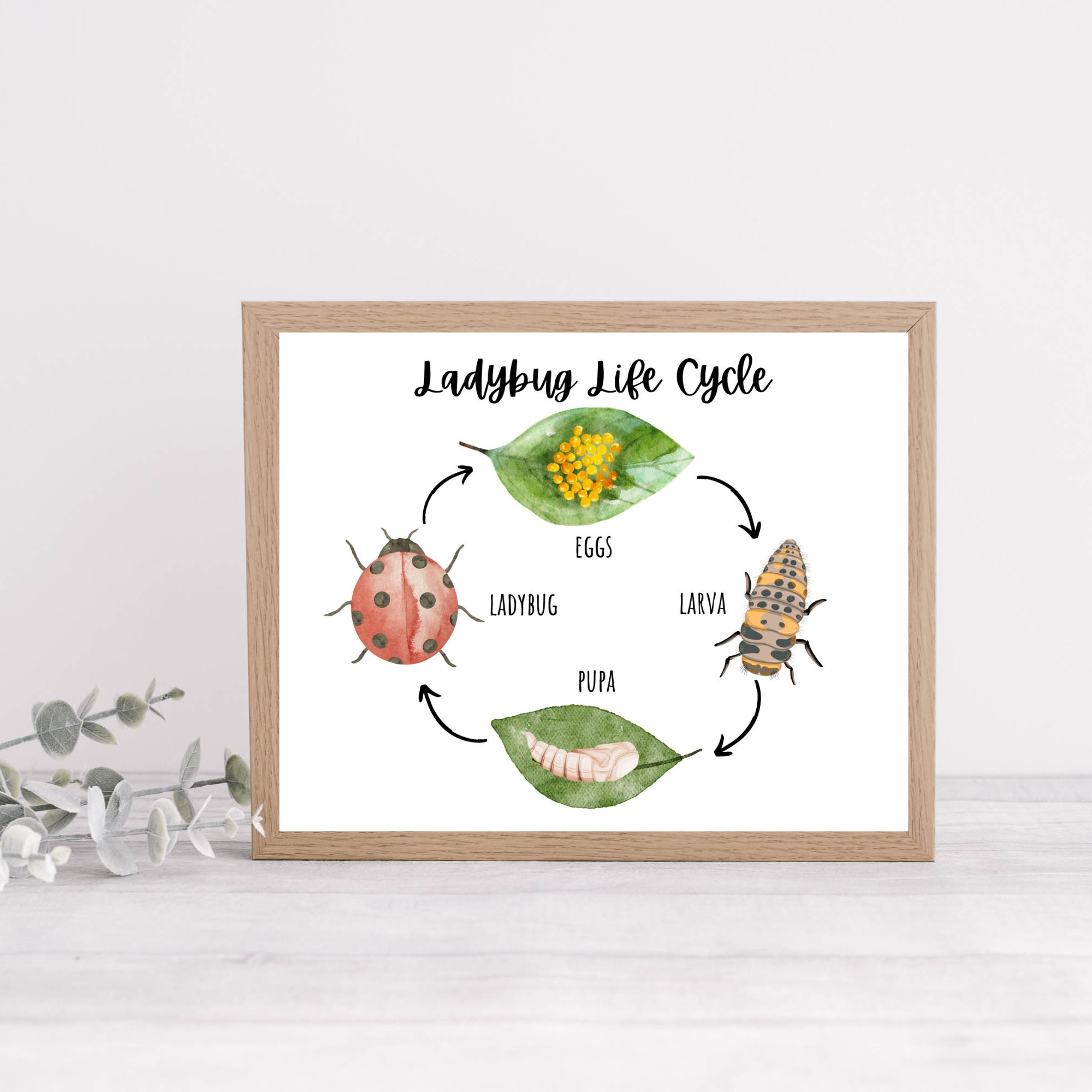 Ladybug Life Cycle, Insect Unit Study, Ladybug Poster, Nature Unit ...