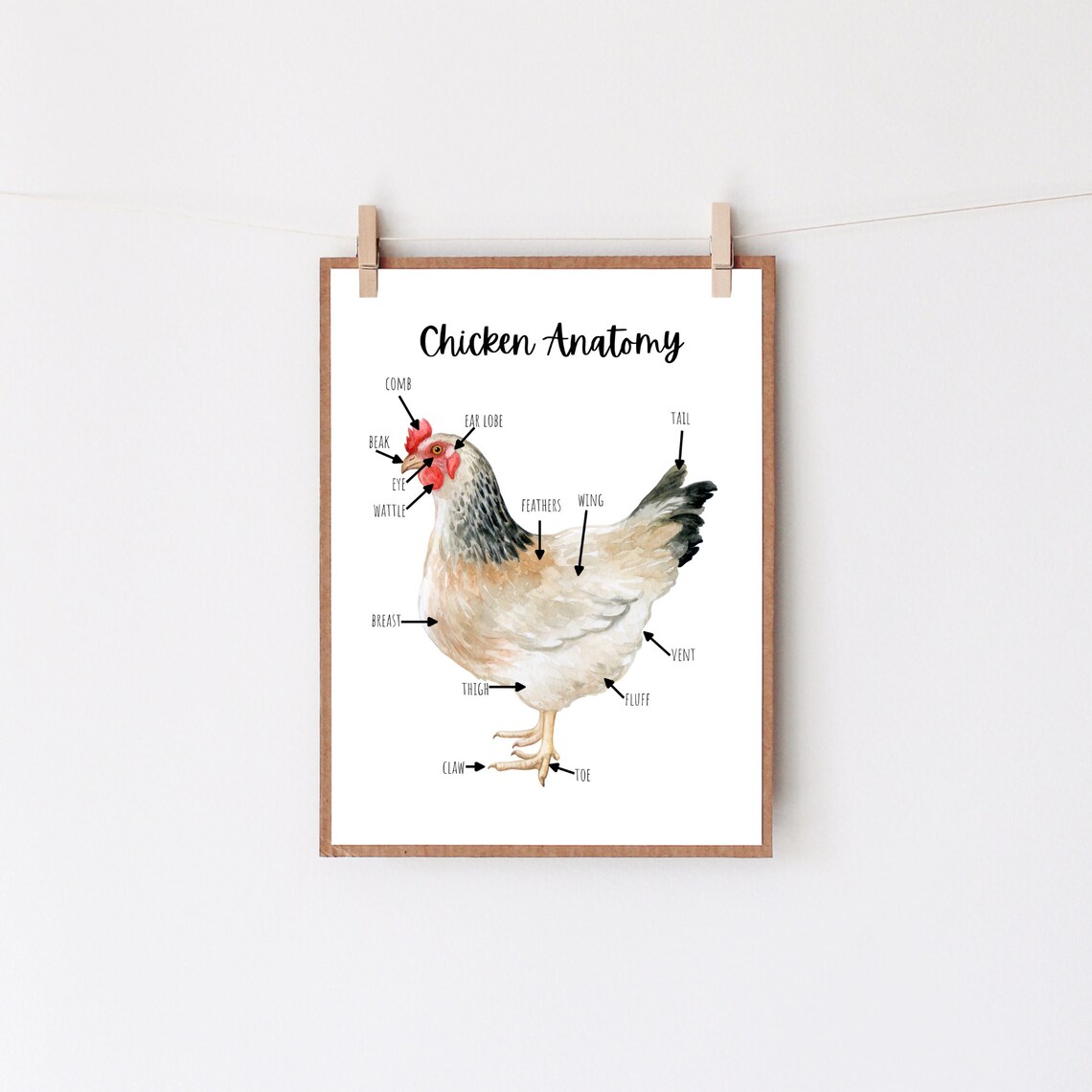 Chicken Anatomy, Chicken Poster, Farm School Printable, Nature Study ...